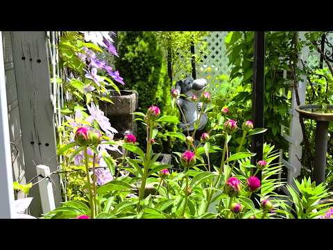 GARDEN TOUR | Relaxing Tiny Backyard Garden | JUNE 25,2025