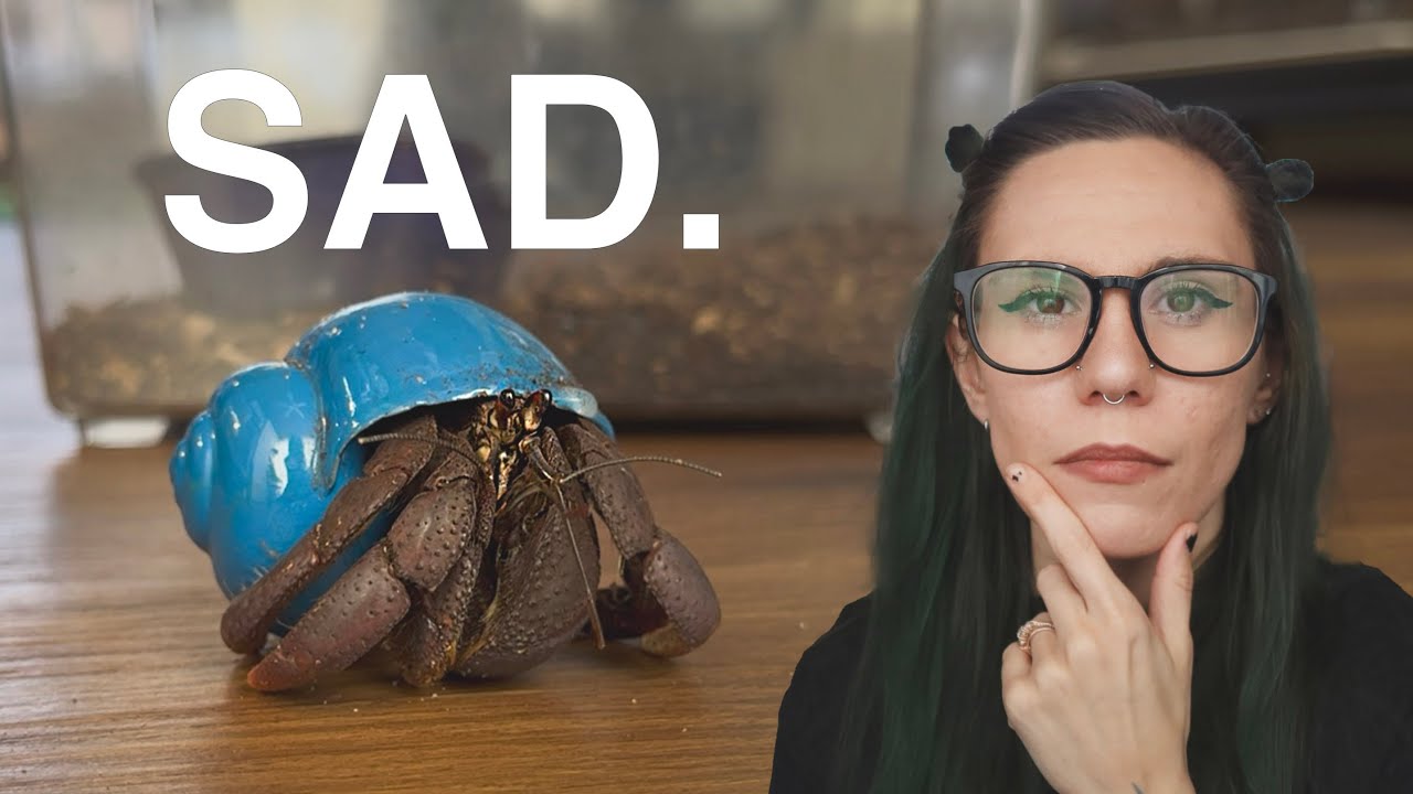 Most NEGLECTED PET .. STOP IMPULSE BUYING THESE! Everything you know about hermit crabs is WRONG!!