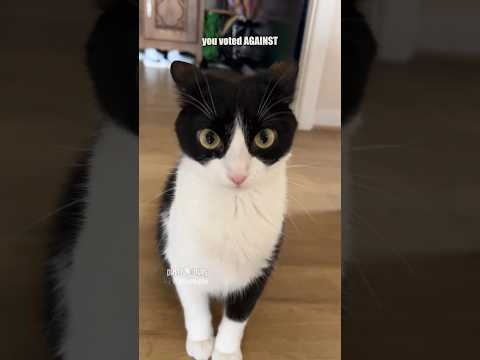 paw enforcement π₯ @lilochipie #shorts #animalvoiceover #funny @funnydubsofficial ππΌ