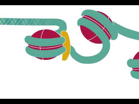 Chromatin Structure