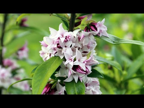 The Garden Gurus - Plant of the week deal Garden Express - • Daphne Perfume Princess ®