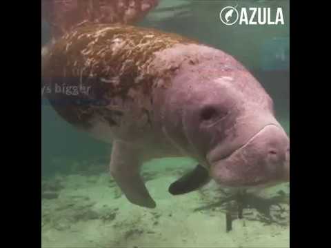 Dugongs vs. Manatees: Know the Difference | Azula