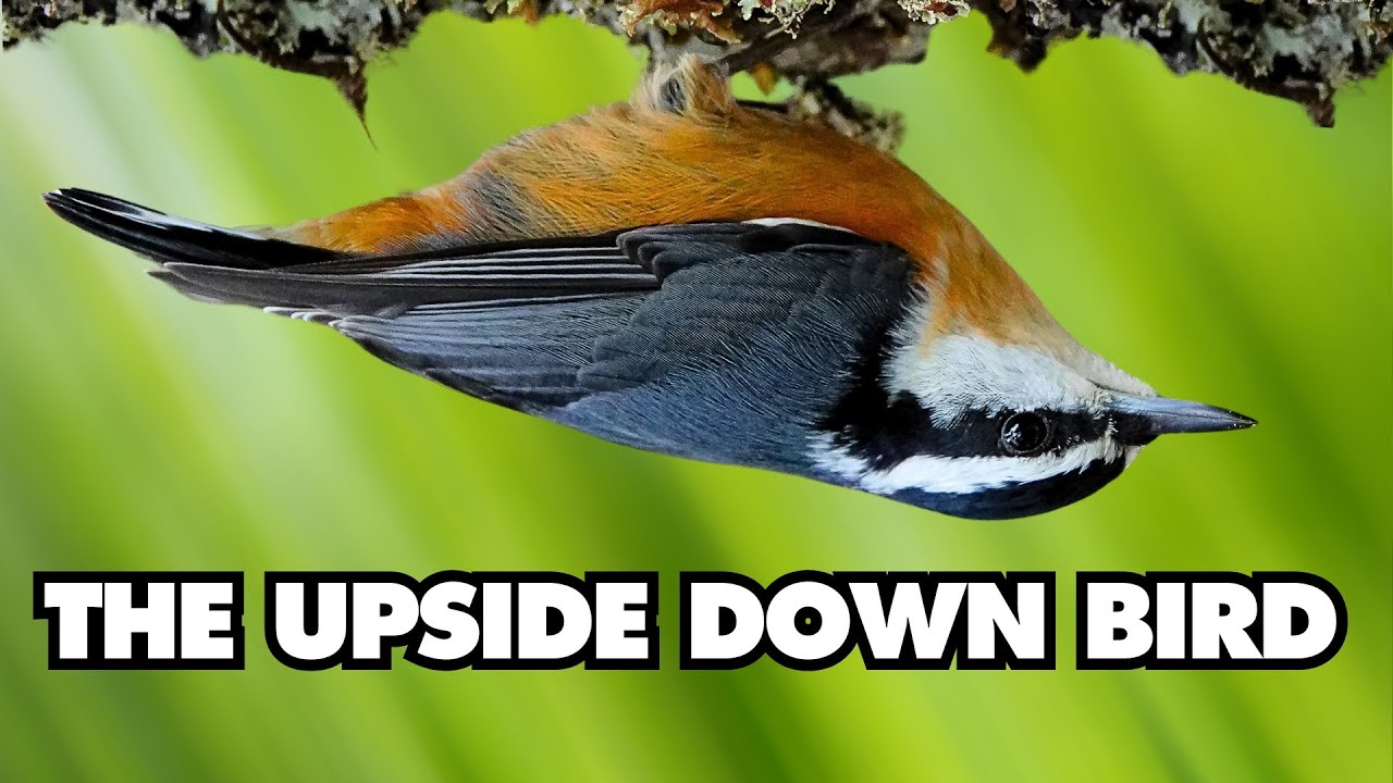 The Incredible Things Red-breasted Nuthatches Do