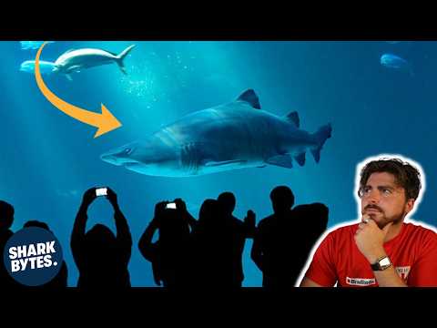 Why You'll Always See THIS Shark in Aquariums