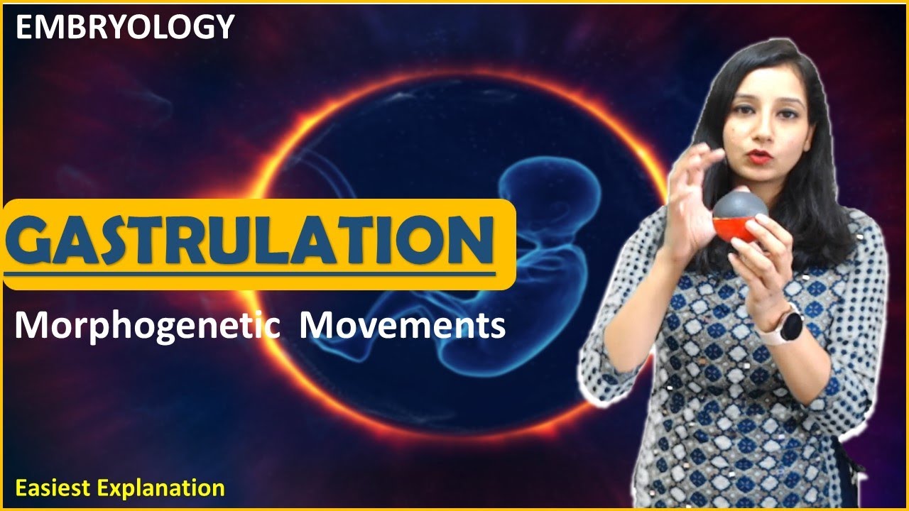 Understanding Gastrulation: Morphogenetic Movements Explained | Galaxy.ai