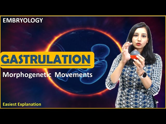 Understanding Gastrulation: Morphogenetic Movements Explained | Galaxy.ai