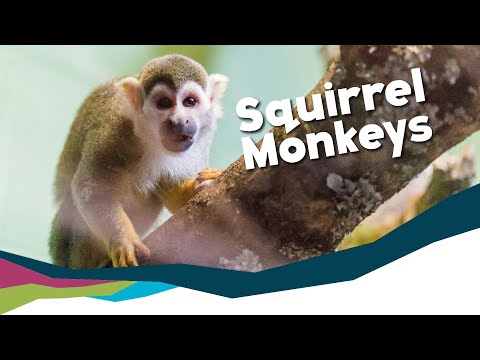 Squirrel Monkeys: The Smelly Smarties of the Forest Canopies