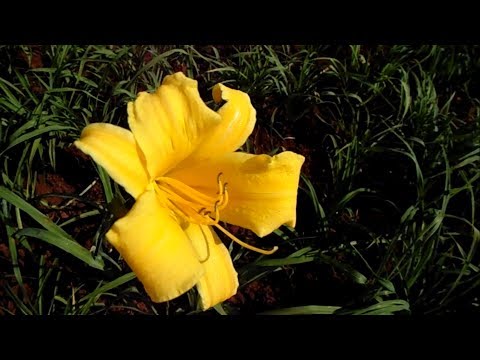 Lilium - Orange and Yellow Lily