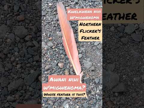 Another way to say Northern Flicker bird feather. Indigenous Abenaki Language #nihi #migwen #abenaki