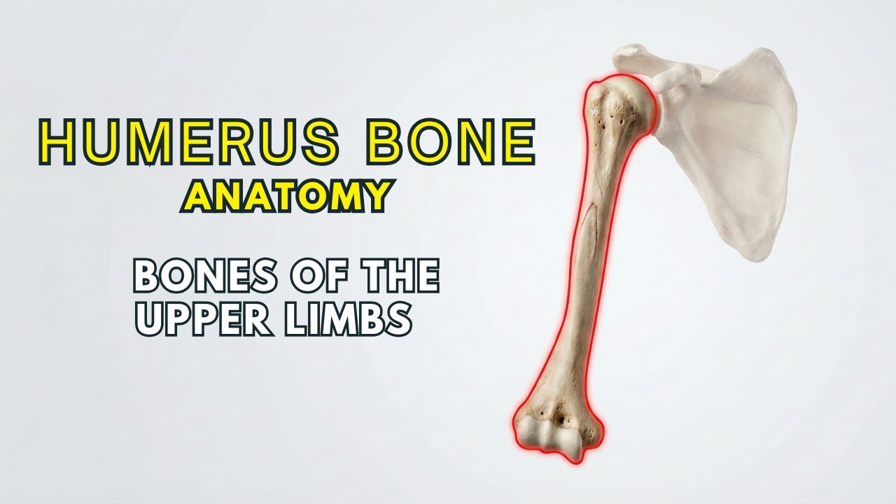 Humerus Bone Anatomy - Bones Of The Upper Limbs