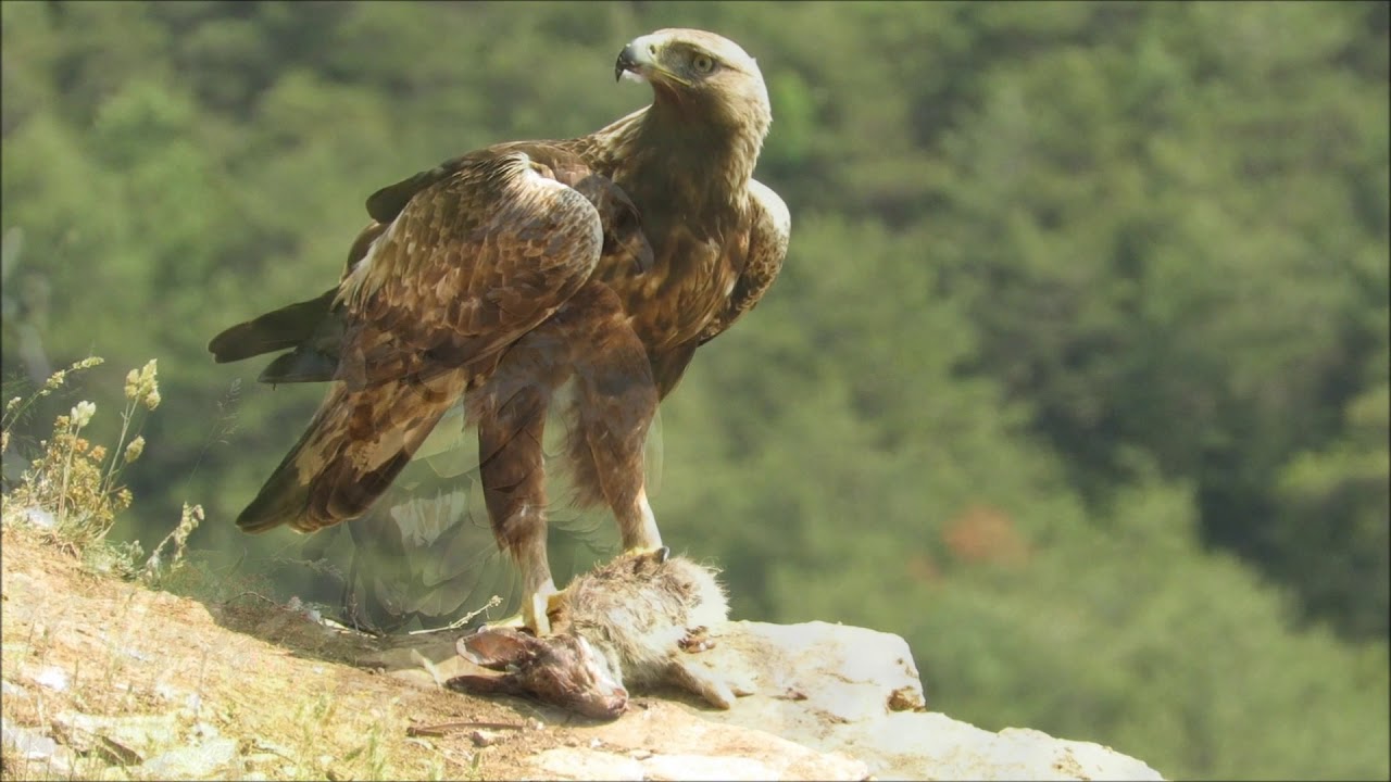 PAREJA DE ÁGUILAS REALES (ERRIBERAGOITIA) (ÁLAVA/ARABA)