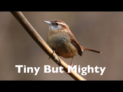 Meet the Wrens