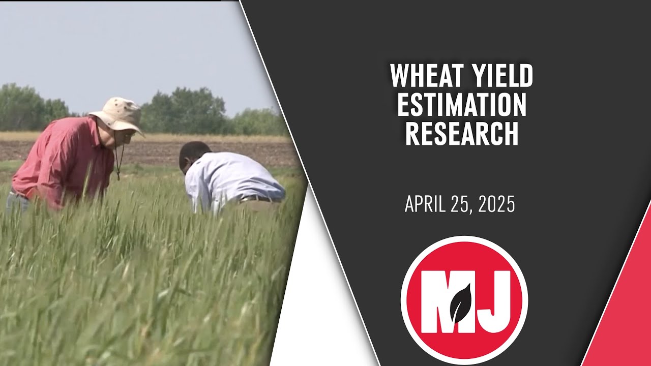 Wheat Yield Estimation | April 25, 2025