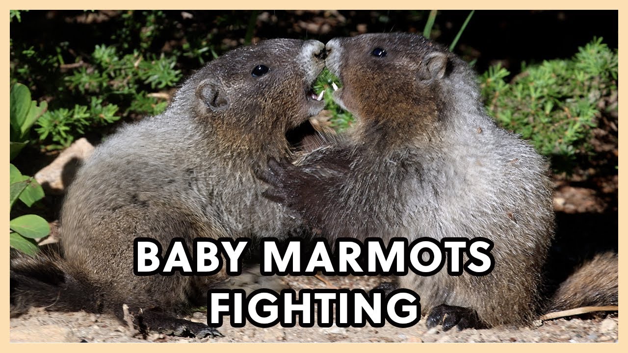 Cute Baby Marmots Playing