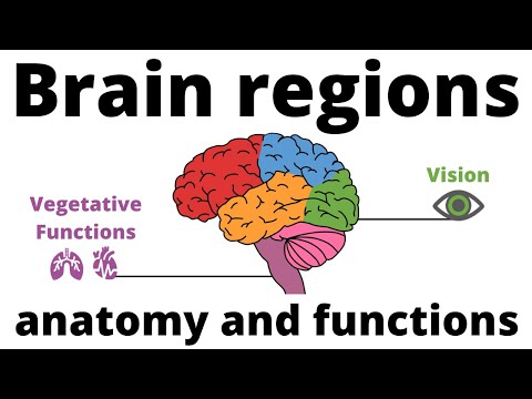 Overview of Brain regions (Anatomy & Function)