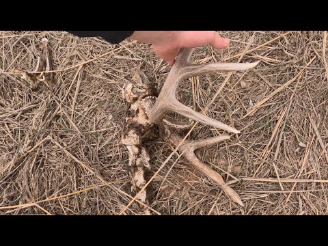Morel Mushroom Hunting in Oklahoma