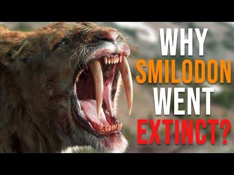 Why Did the Saber-Tooth Tiger (Smilodon) Go Extinct?
