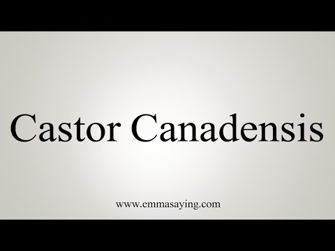 How To Say Castor Canadensis