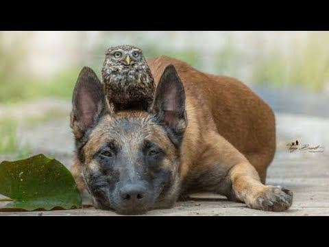 Gentle Giant Adopts This Tiny Rescue Owl And Warms Hearts Everywhere
