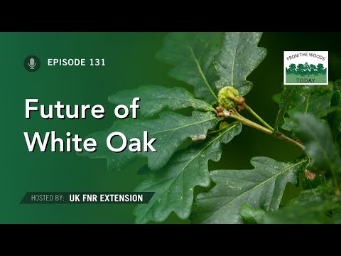 The Future of White Oak - From the Woods Today - Episode 131