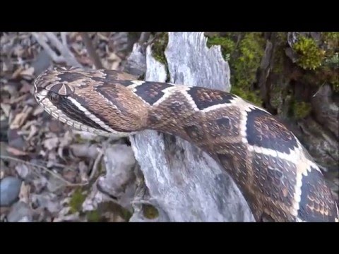 Wood carved Rattlesnake Walking Cane 46 Video – Stinnett Sticks