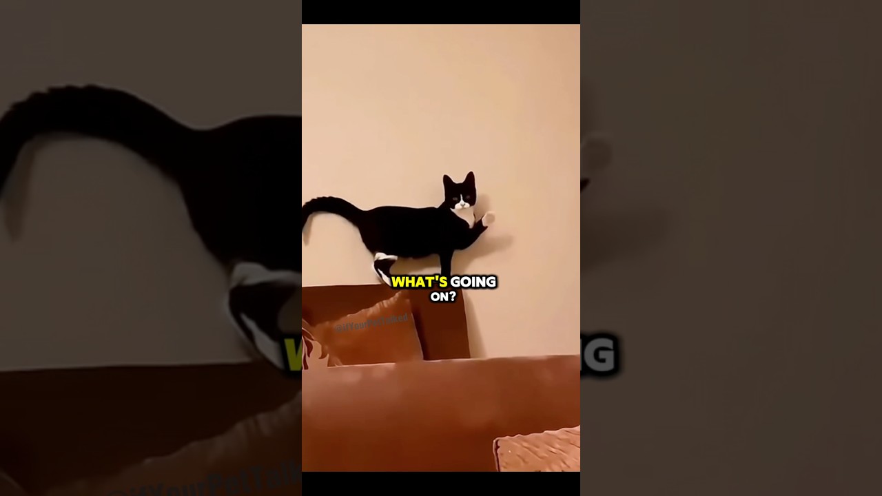 Cover Cats: What's up? 4 non blondes #catshorts #catmemes #funnycatvideos #singingcat