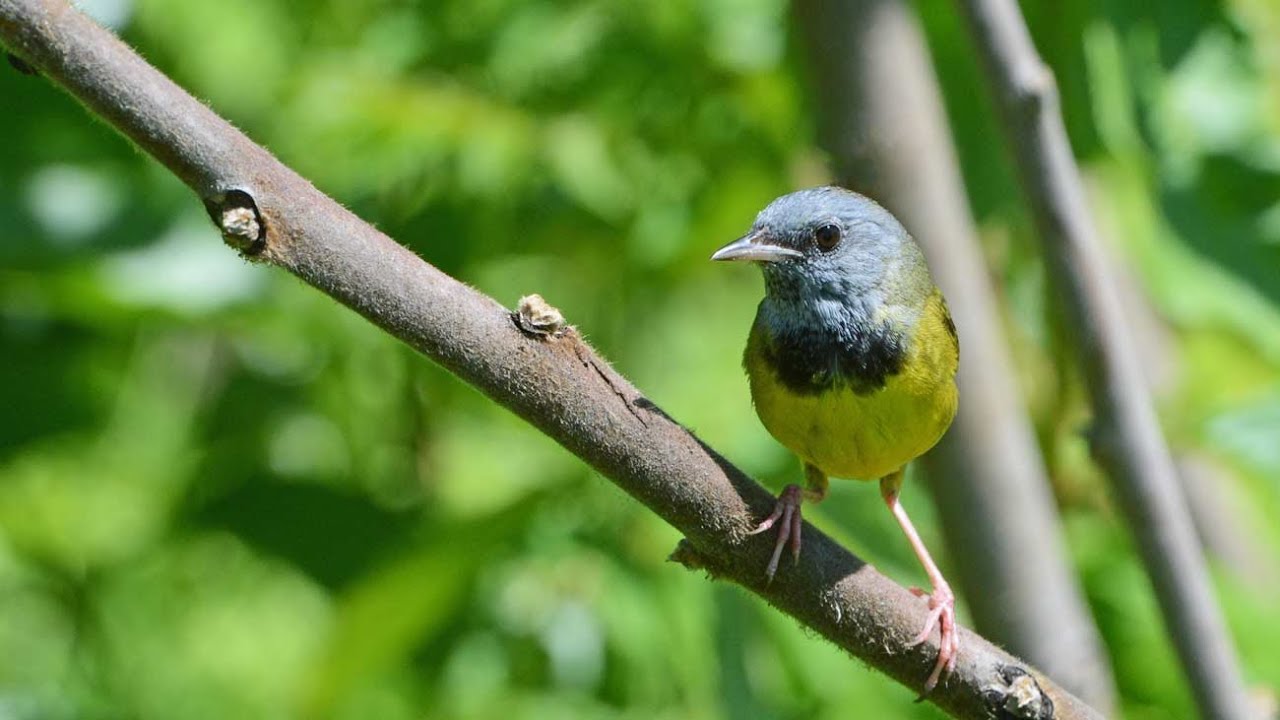 Mourning Warbler Portrait