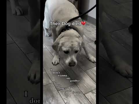 Link in Bio❤️❤️ #dogs #pets #viral #sad #animals #english #dogloss #petloss
