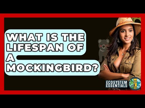 What Is The Lifespan Of A Mockingbird? - Ecosystem Essentials