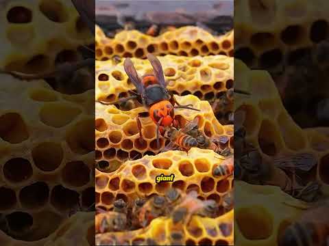 Giant Hornets vs Western Honey Bees (IG japanesenaturalbeekeeping)