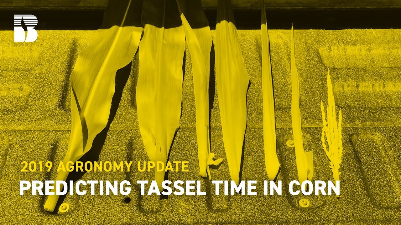Predicting Tassel Time in Corn | Beck's Agronomy Update