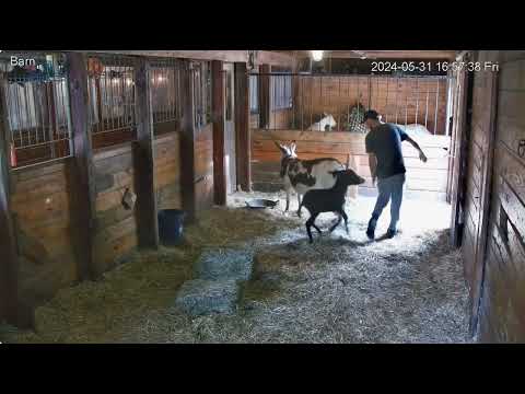 Barn The Rescues 557pm Mike water for Harley n foal 5312024