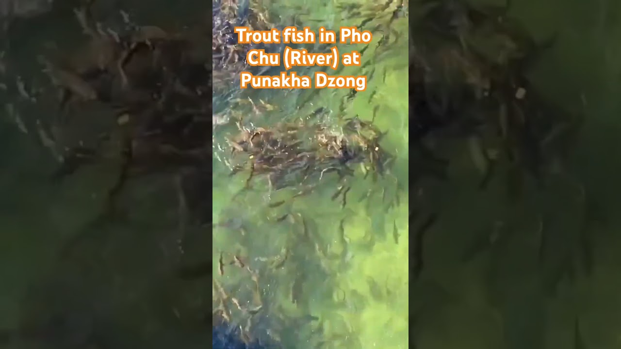 Pho Chu River, Punakha Dzong, 🇧🇹 Bhutan ❤️ #travel #bhutan #simplybhutan #bhutantourism