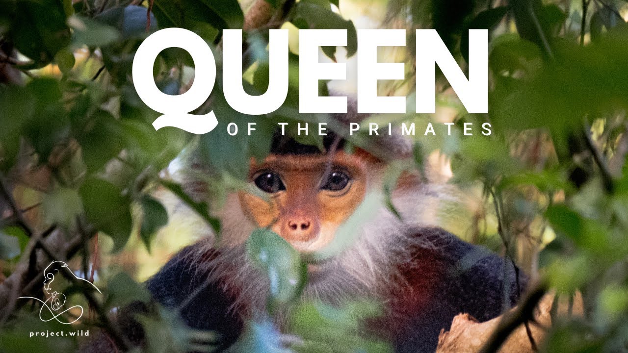 Conservation & Community: Red-Shanked Douc Langurs | Queen of the Primates (Wildlife Documentary)