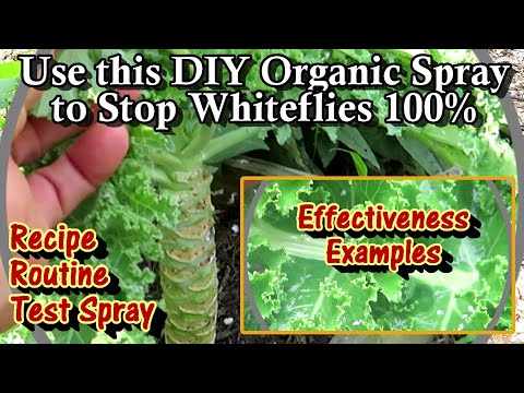 The Best DIY Organic Spray 2 Stop Whiteflies: Recipe, Routine, Demonstration of Effectiveness & More