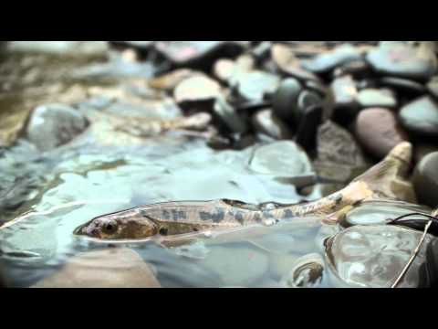 Snow trout - Fly fishing | Fly dreamers