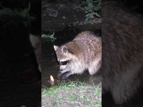 ¿Sabías que los Mapaches lavan su comida? ¿Por qué? 🦝💧🥜 #mapache #mapaches #sabiasque #datoscuriosos