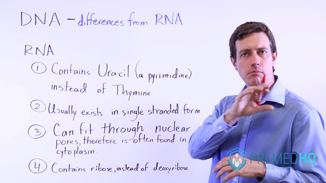 DNA vs RNA (Know These 4 Differences!)