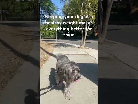 Why Your Dog’s Weight Matters 🐶💡