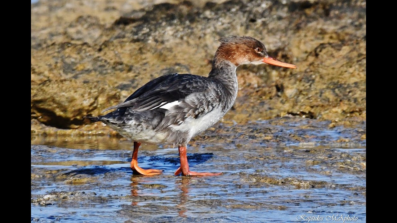Red-breasted Merganser (Mergus serrator)