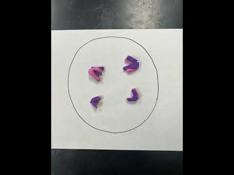 Meiosis 1 and 2