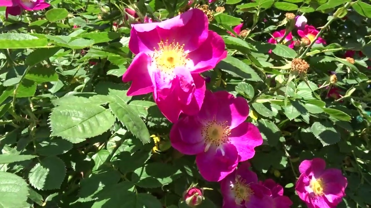 Rosa rubiginosa L.