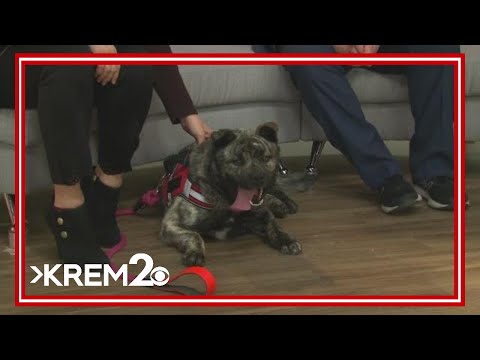 Meet Katan | This week's Pick of the Litter