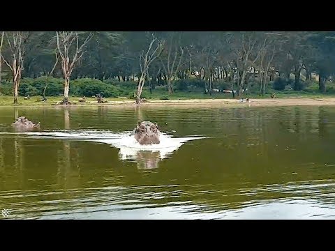 Angry Hippo Chases Boat [VIDEO]