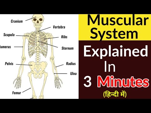 Muscular System Explain in 3 Min. | मासपेशीय तंत्र हिंदी में पूर्ण व्याख्या |
