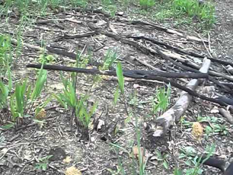 Oklahoma Morels...