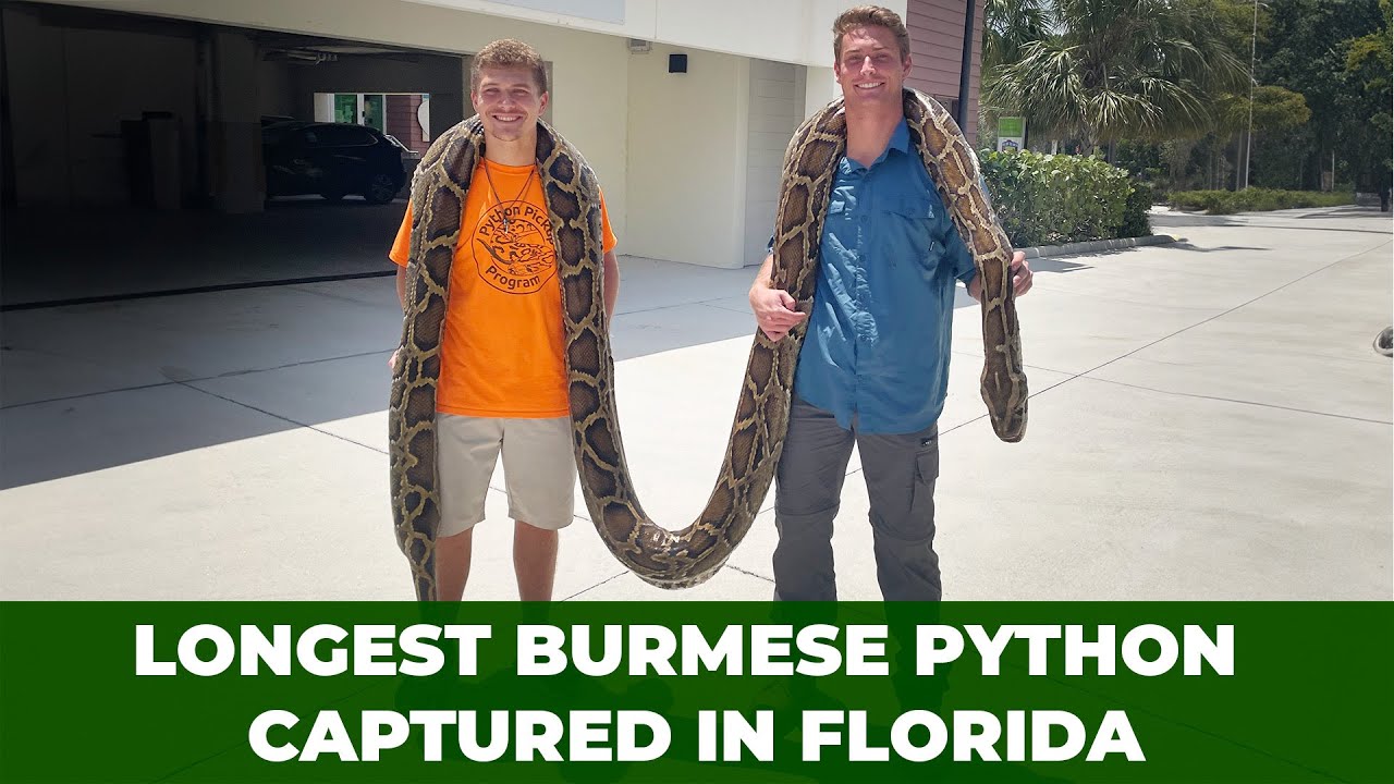 19 feet! Longest Burmese python recorded in Florida