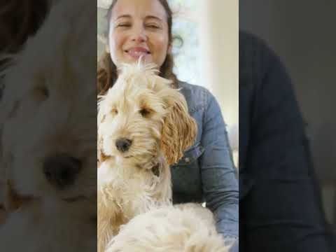 Top 10 Small Dog Breeds That Don't Shed #shorts