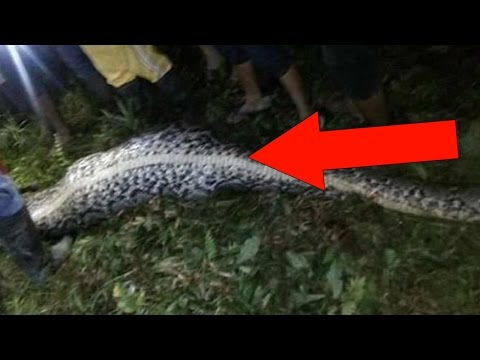 VILLAGER SLICE OPEN A 23 Ft LONG PYTHON AND FIND A MAN INSIDE