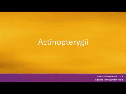 How to pronounce the word(s) "Actinopterygii".